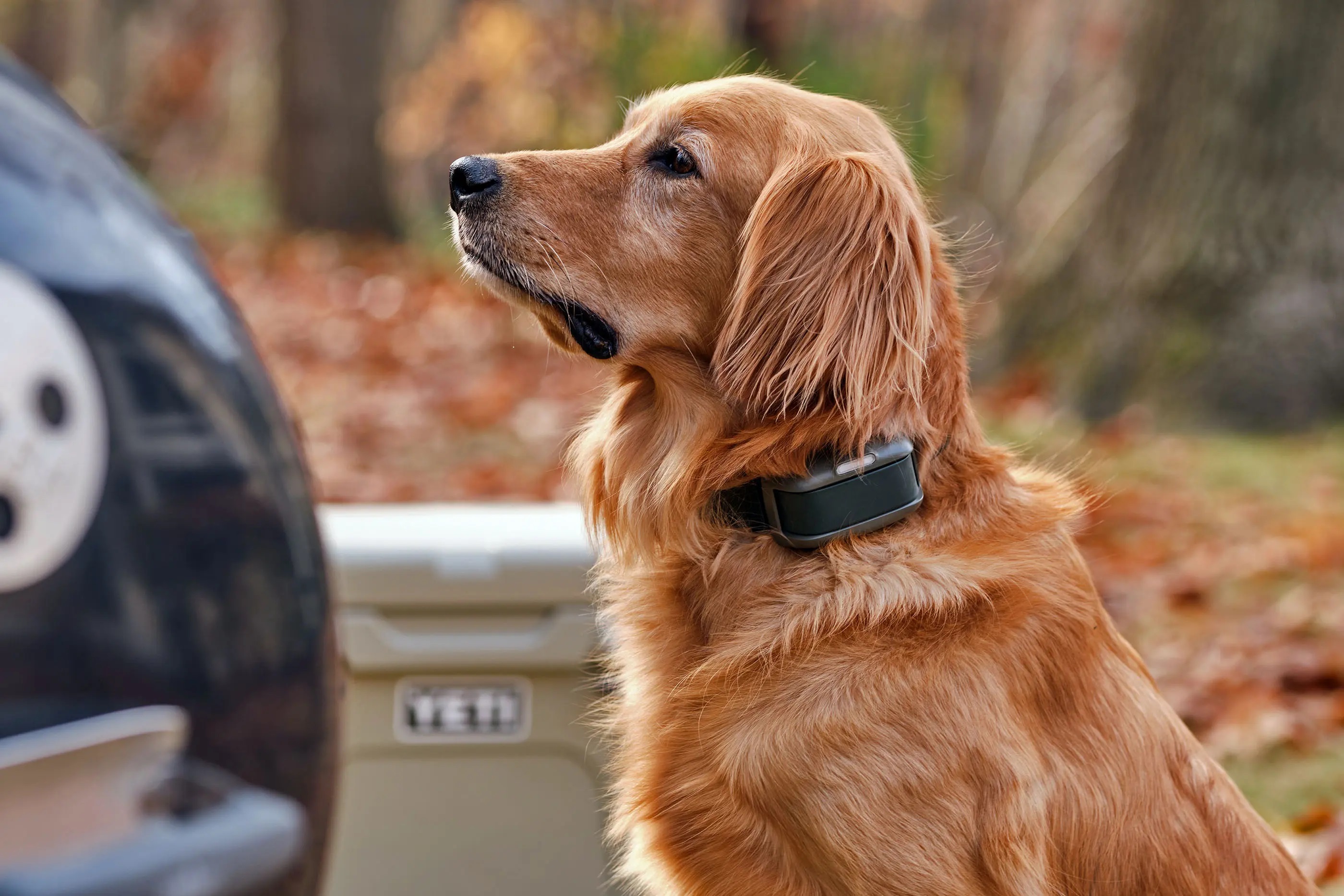 The world's first virtual dog leash has been unveiled. But animal ...